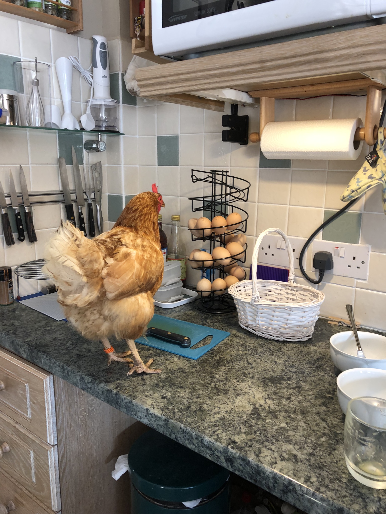 Challenging Times for British Hen Welfare Trust (BHWT) - Backyard Poultry